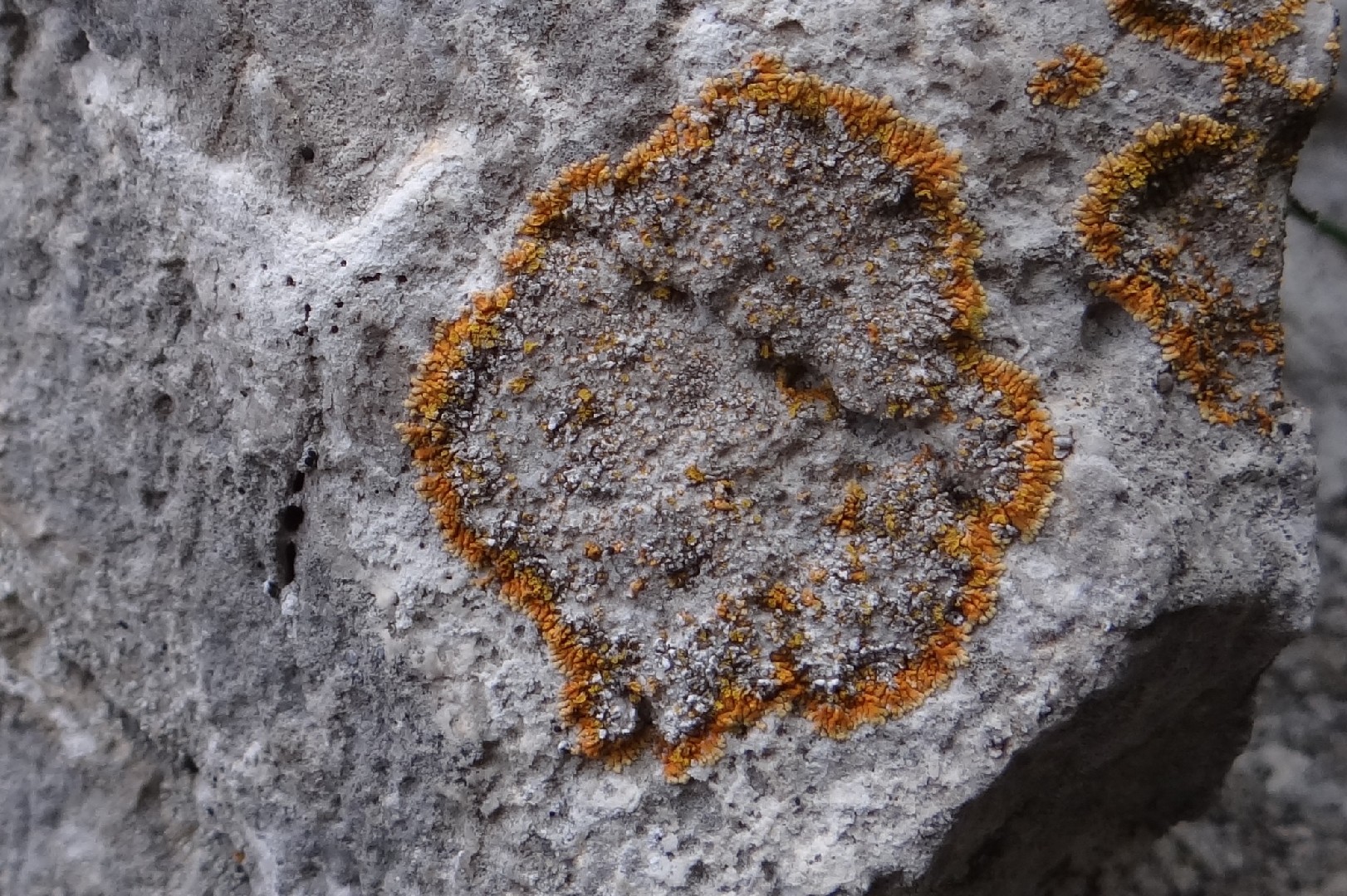 Orange lichen (Caloplaca cirrochroa) - Picture Mushroom