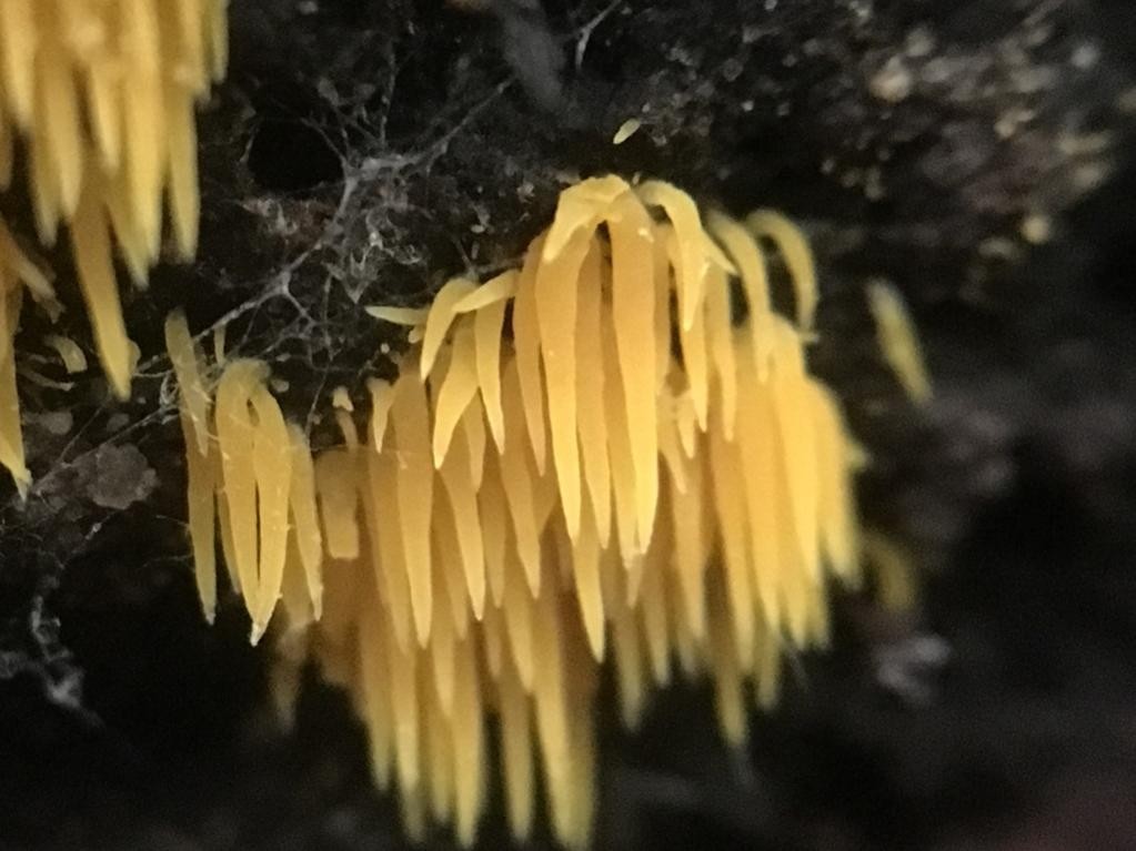 Mucronella (Mucronella) - Picture Mushroom