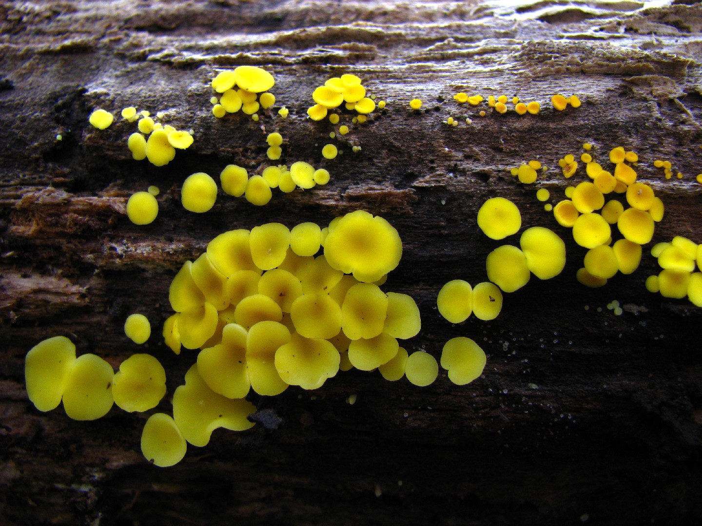 Bisporella citrina (Bisporella citrina) - Picture Mushroom