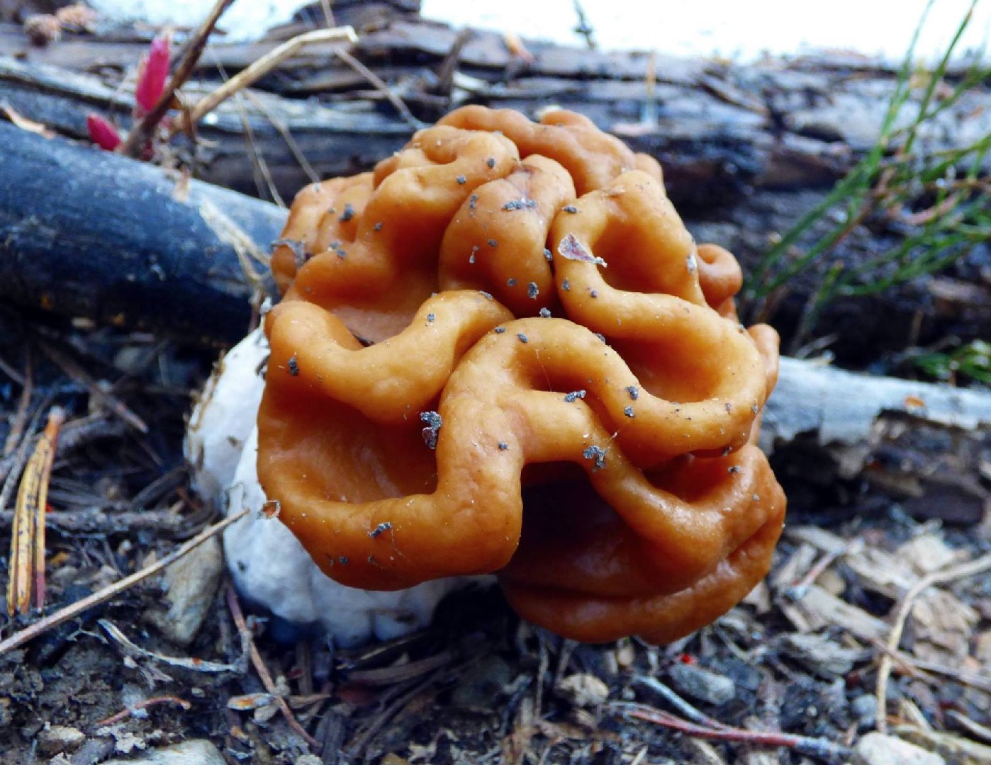 Discina (Discina) - Picture Mushroom