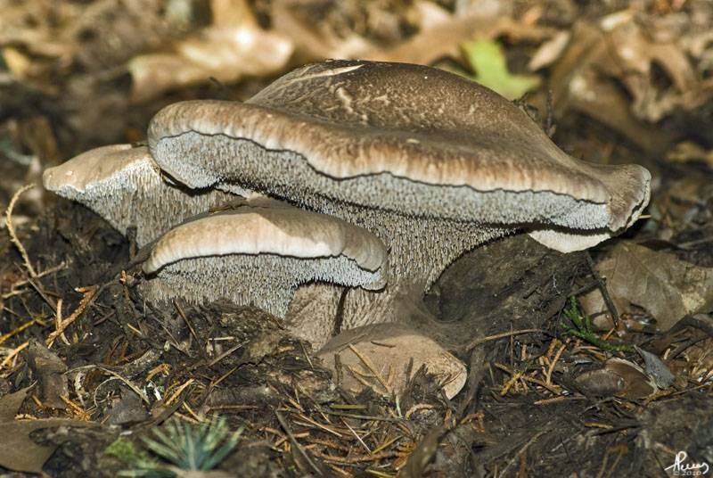 Sarcodon (Sarcodon) - Picture Mushroom