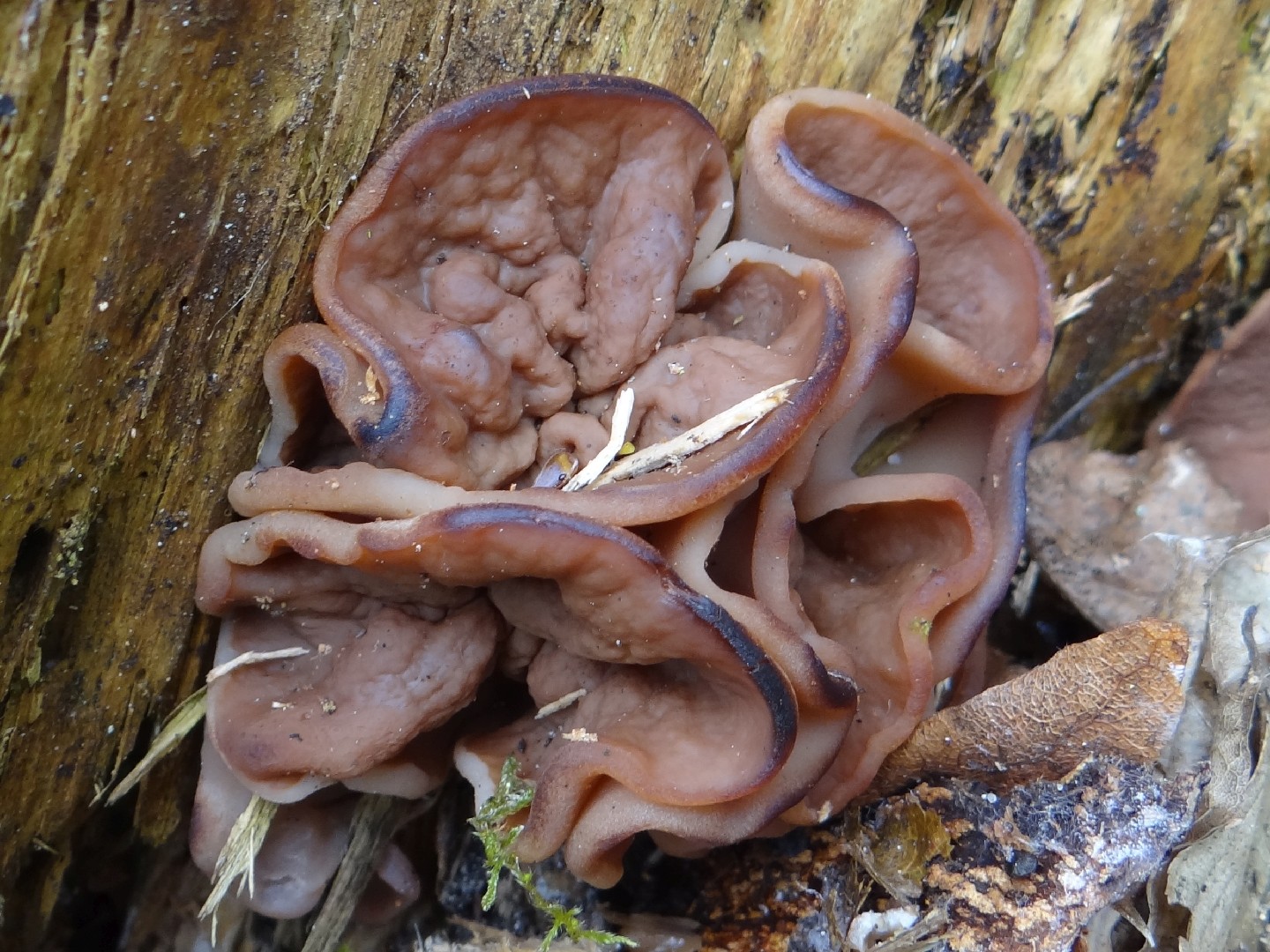 Discina (Discina) - Picture Mushroom