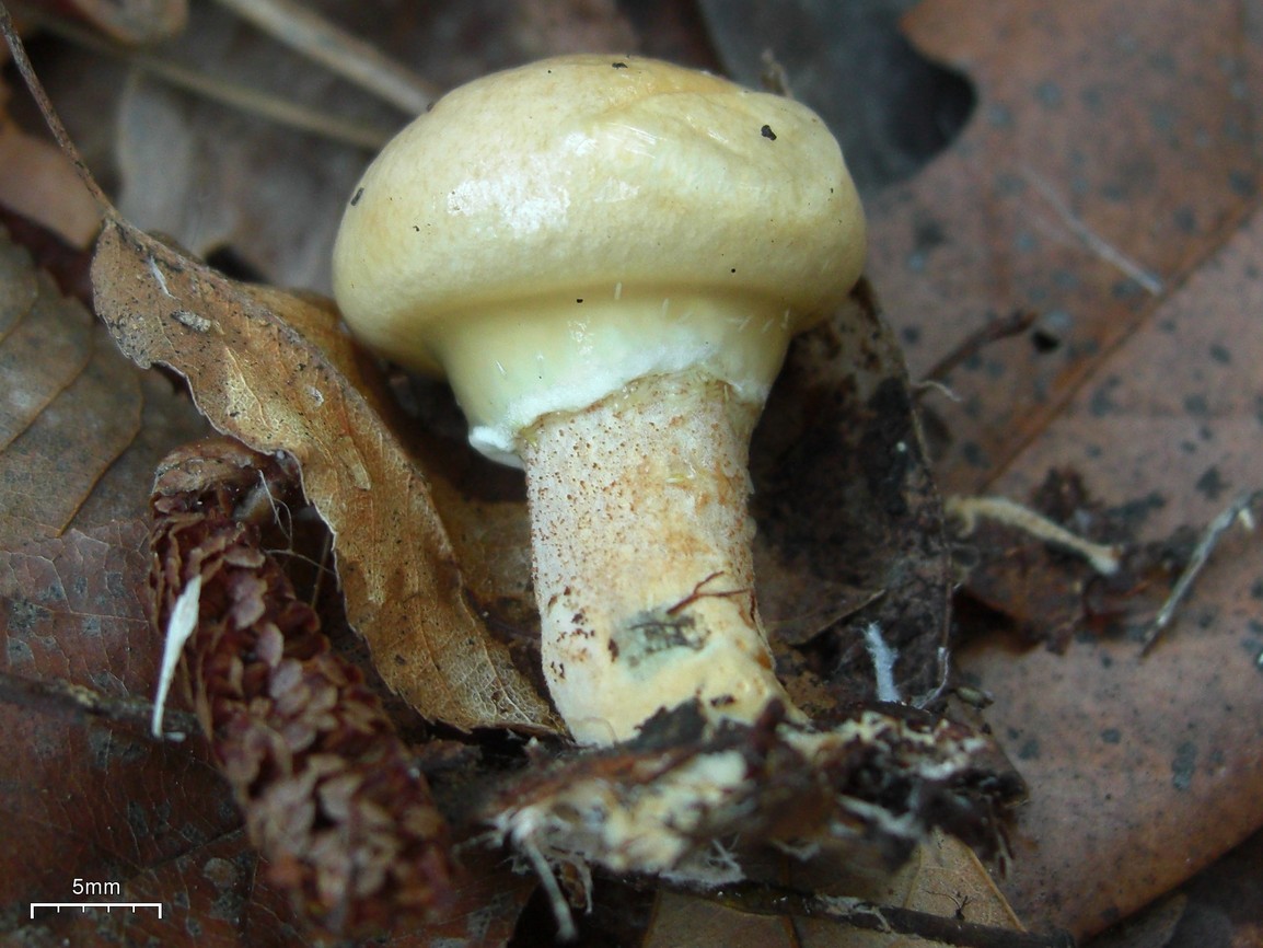 Suillus subolivaceus (Suillus subolivaceus) - Picture Mushroom