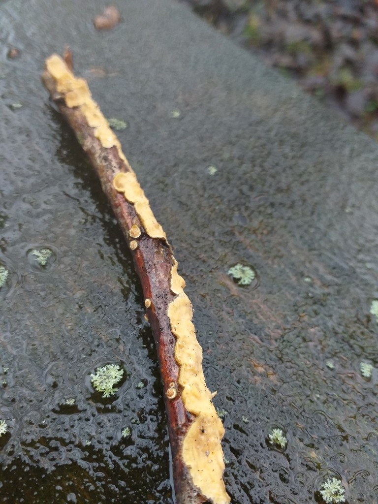 Stereum rameale (Stereum rameale) - Picture Mushroom