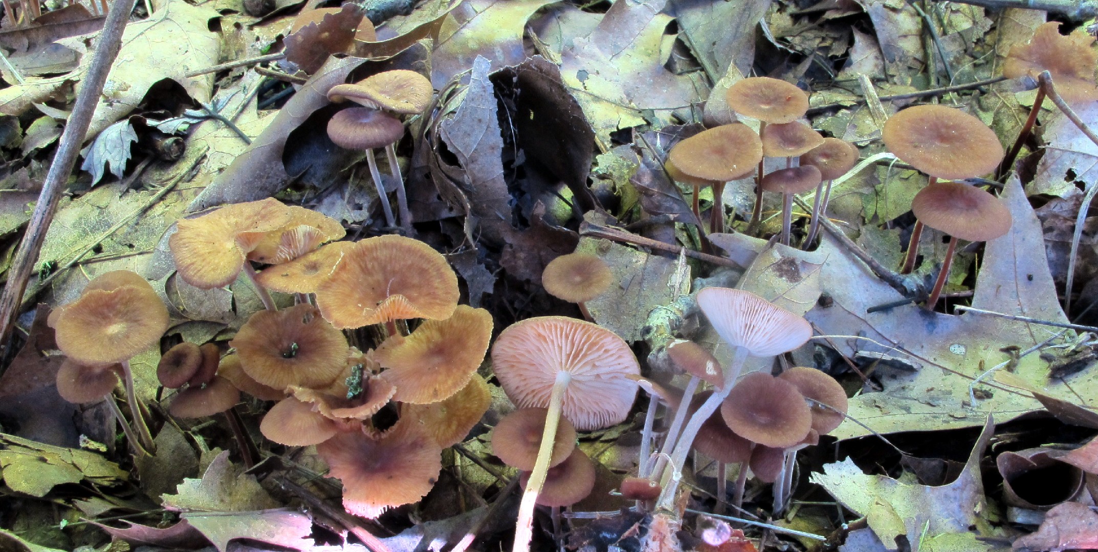 Gymnopus subnudus (Gymnopus subnudus) - Picture Mushroom