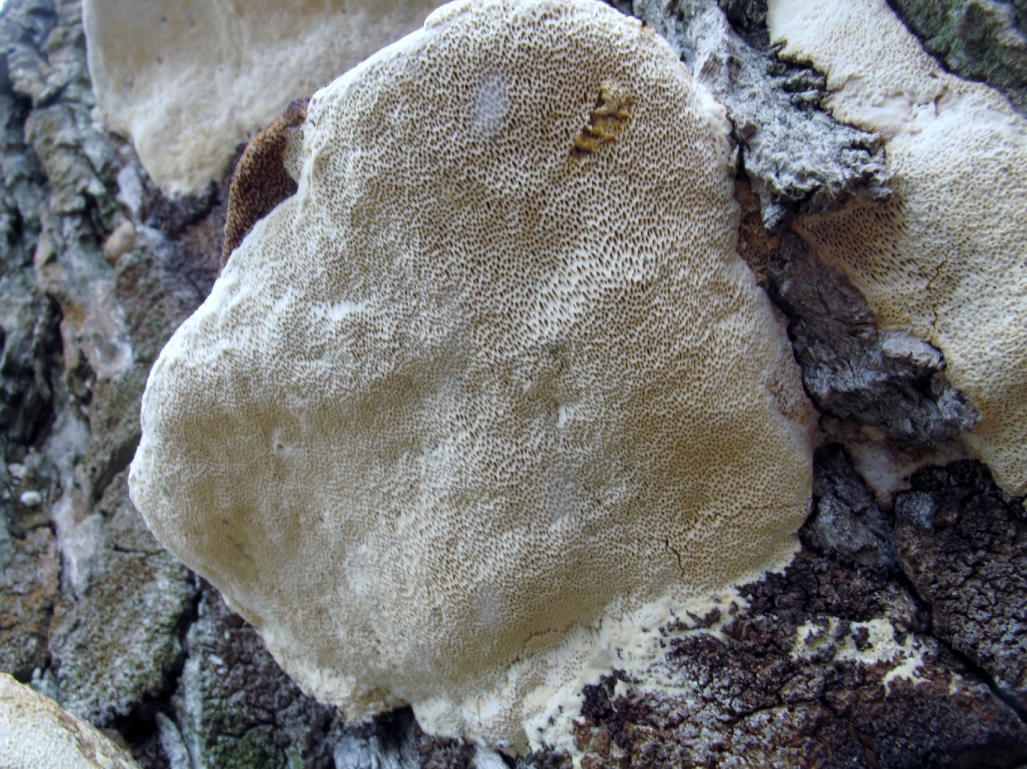 Perenniporia fraxinophila (Perenniporia fraxinophila) - Picture Mushroom