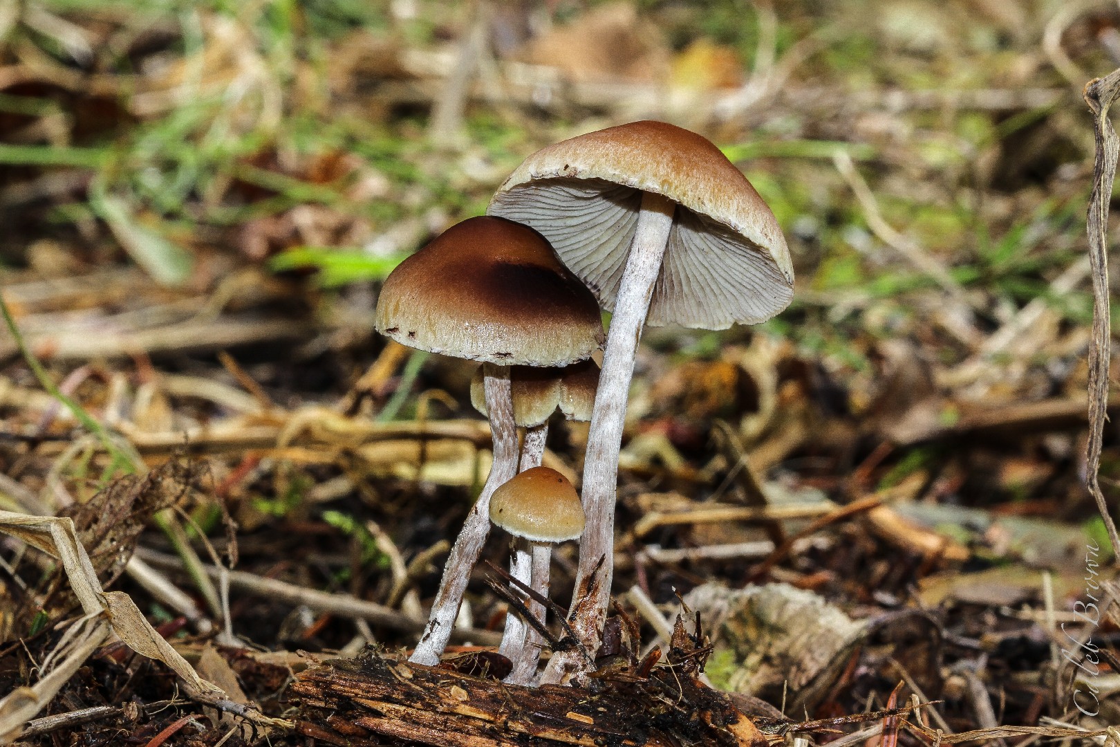 Hypholoma dispersum (Hypholoma dispersum) - Picture Mushroom