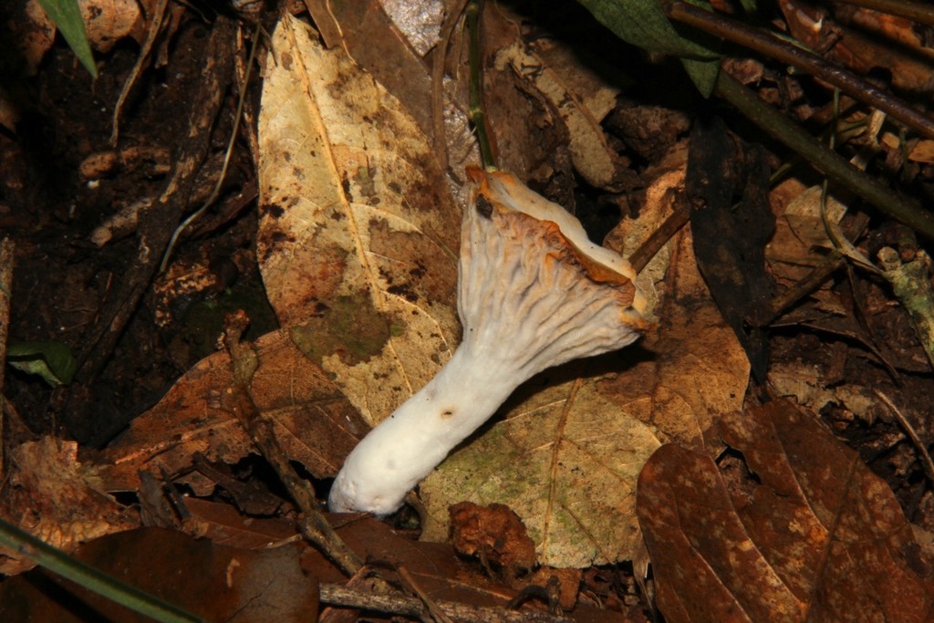 Hypomyces (Hypomyces) - Picture Mushroom