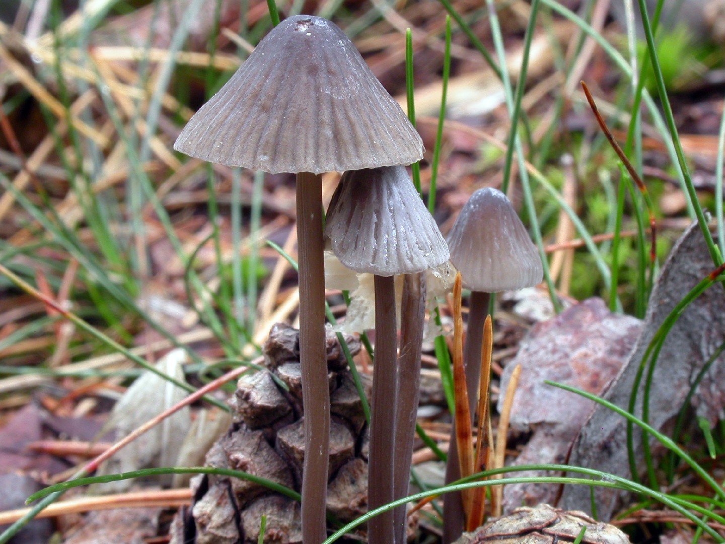 Helmlinge (Mycena) - Picture Mushroom