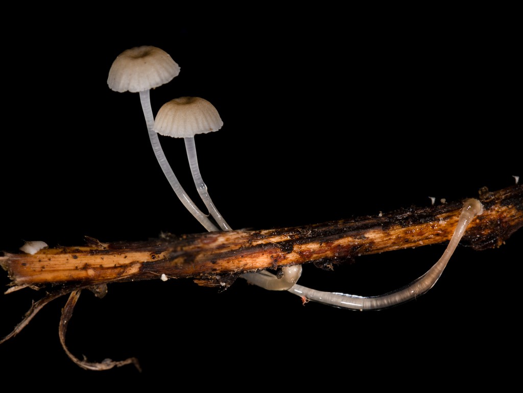 Roridomyces roridus (Roridomyces roridus) - Picture Mushroom