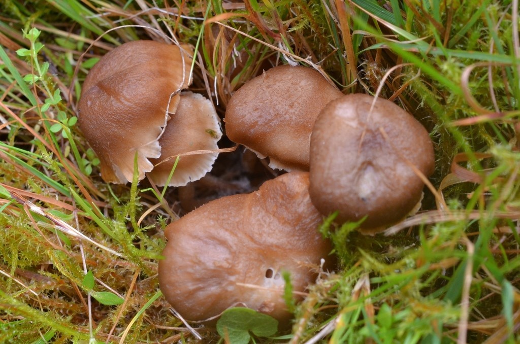 Camarophyllopsis (Camarophyllopsis) - Picture Mushroom