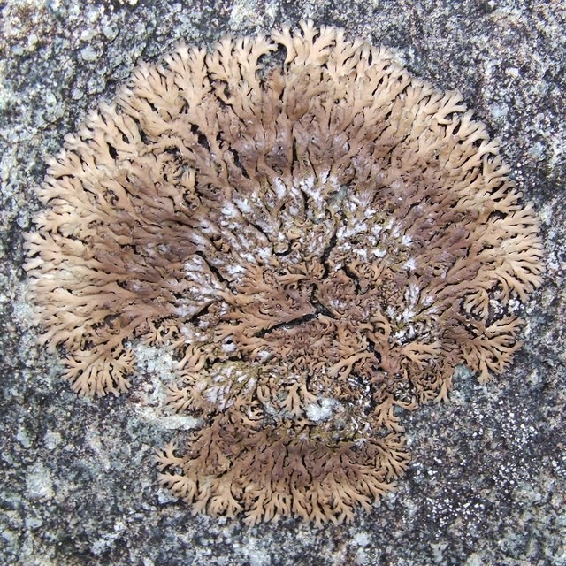 Anaptychia (Anaptychia) - Picture Mushroom
