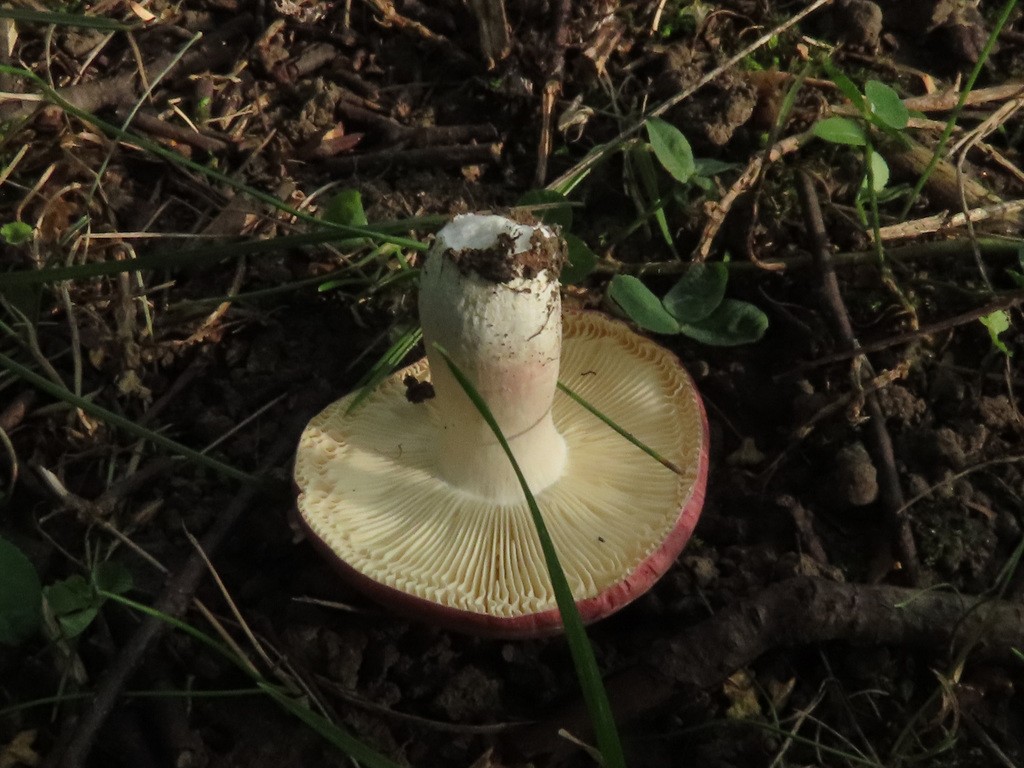 Russula subrubens (Russula subrubens) - Picture Mushroom