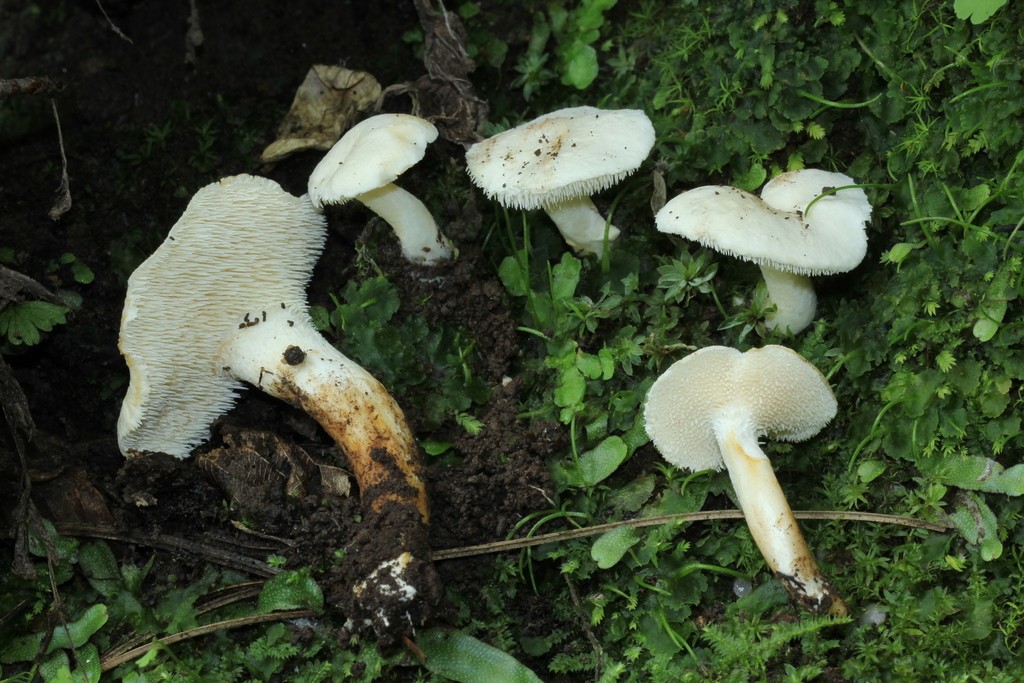 Hydnum (Hydnum) - Picture Mushroom