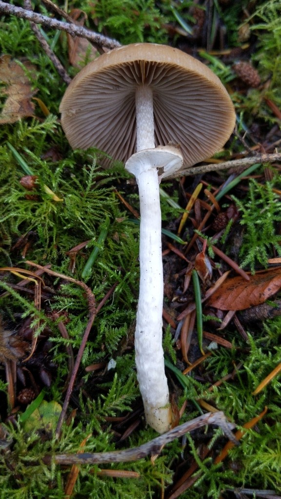 Psathyrella (Psathyrella) - Picture Mushroom