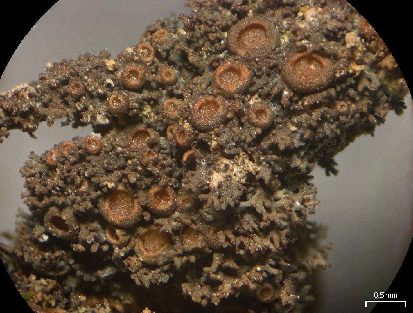 Leptogium subtile (Leptogium subtile) - Picture Mushroom