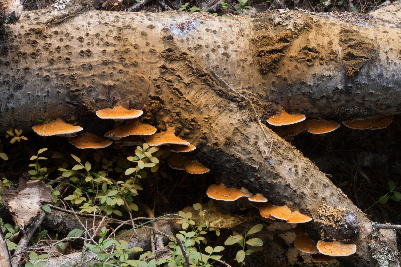 Inocutis rheades (Inocutis rheades) - Picture Mushroom