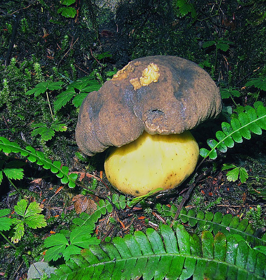 Conifer bolete (Boletus coniferarum) - Picture Mushroom