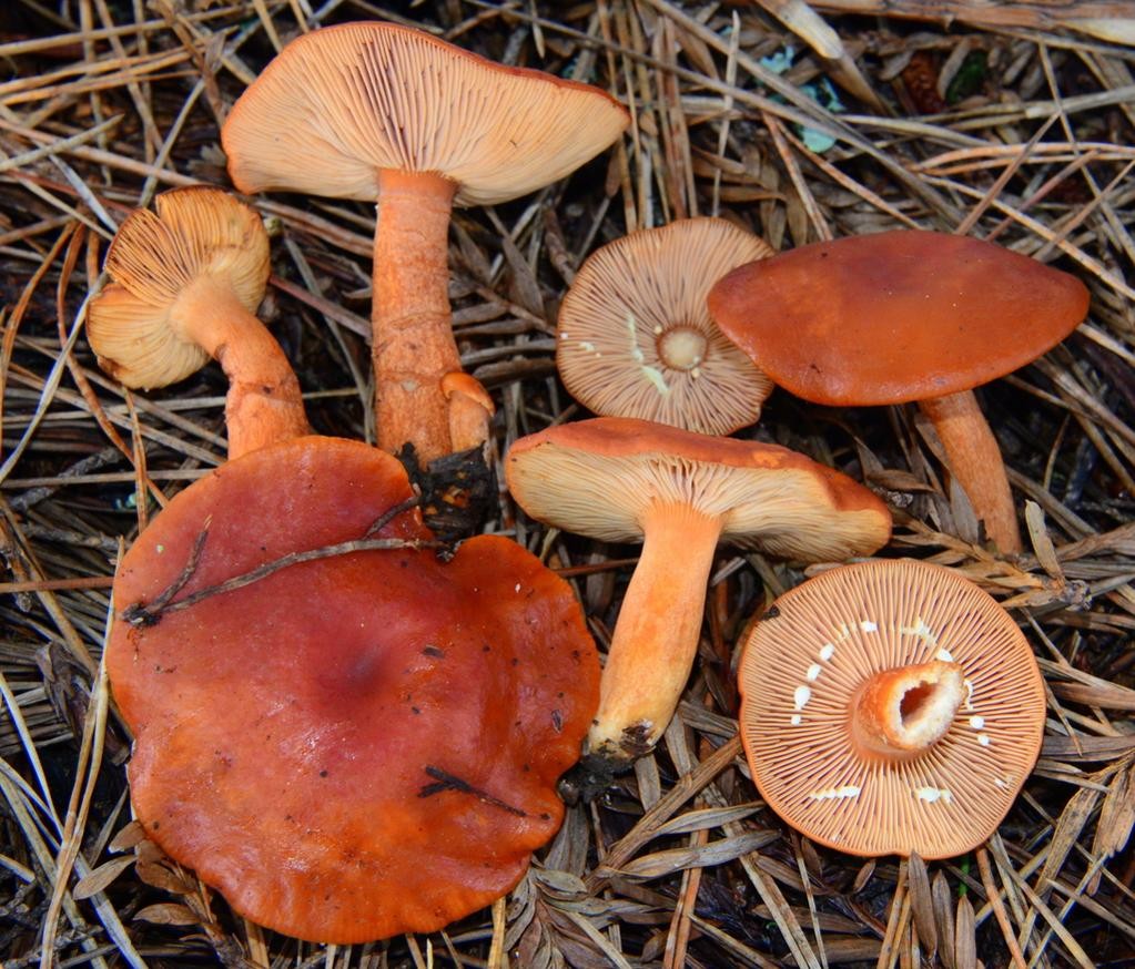 Lactarius subviscidus (Lactarius subviscidus) - Picture Mushroom