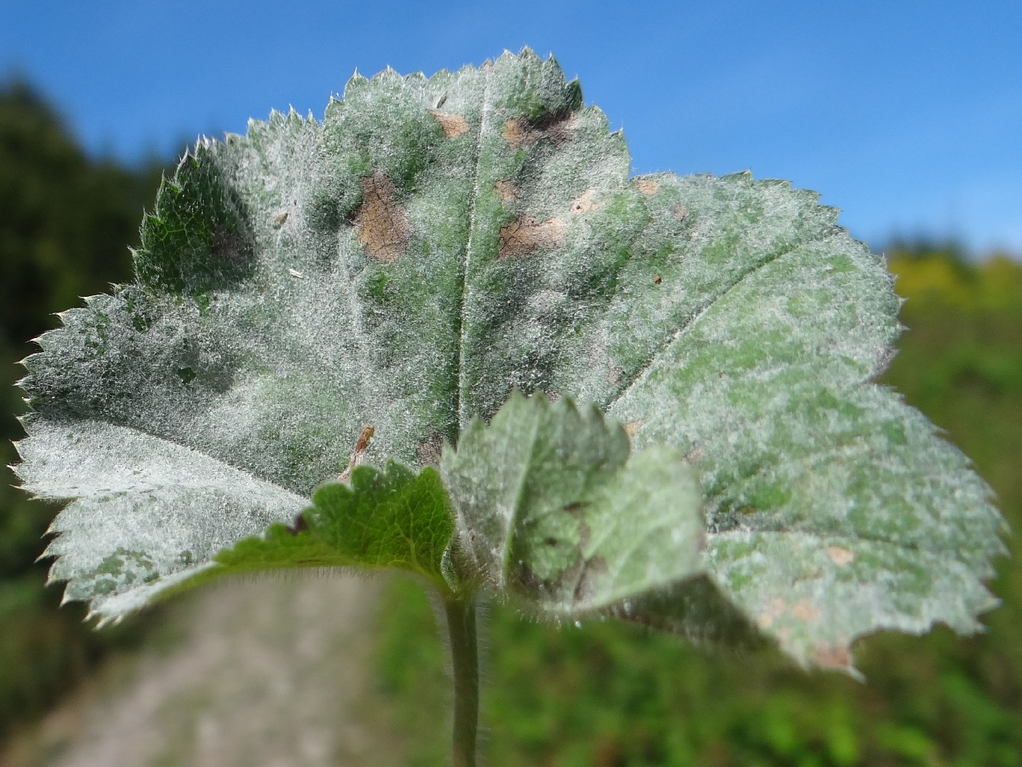 Podosphaera (Podosphaera) - Picture Mushroom