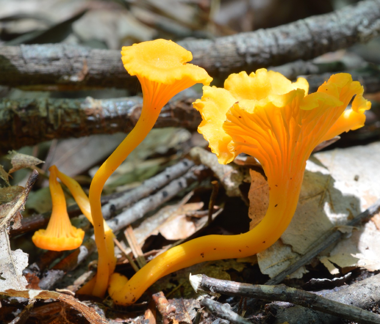 Cantharellus minor (Cantharellus minor) - Picture Mushroom