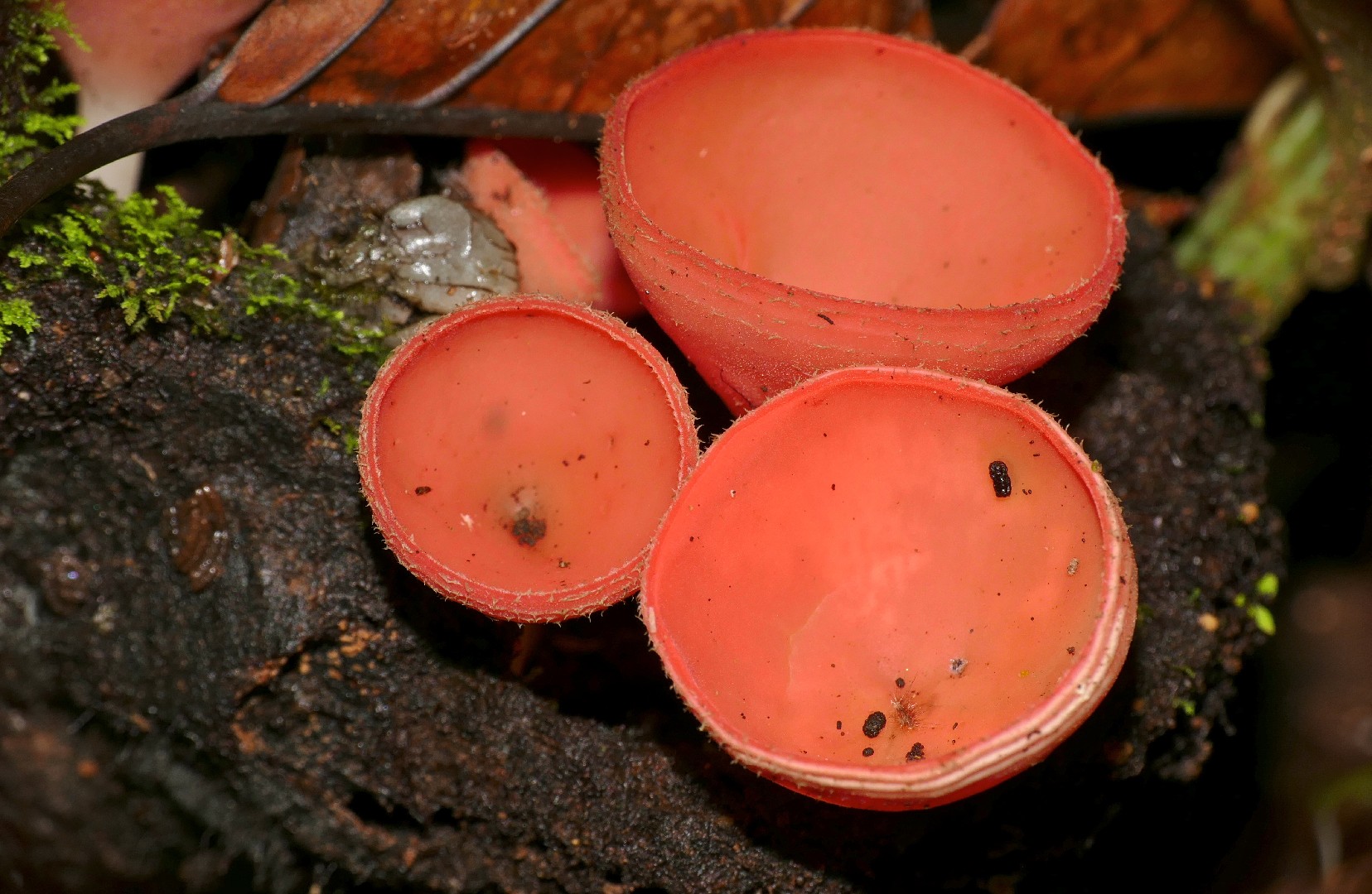 Cookeina sulcipes (Cookeina sulcipes) - Picture Mushroom