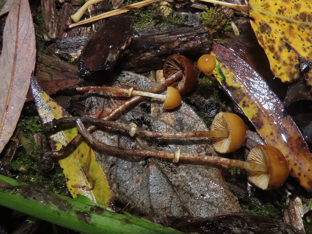 Conocybe arrhenii (Conocybe arrhenii) - Picture Mushroom