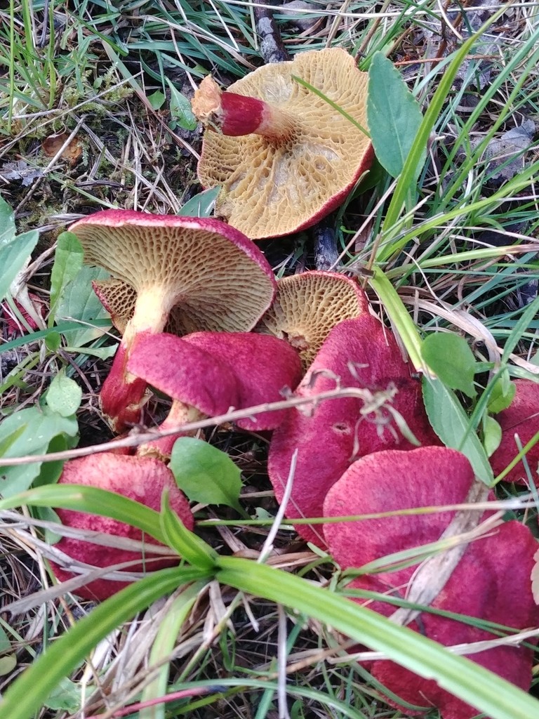 Rotschuppiger röhrling (Boletus paluster) - Picture Mushroom