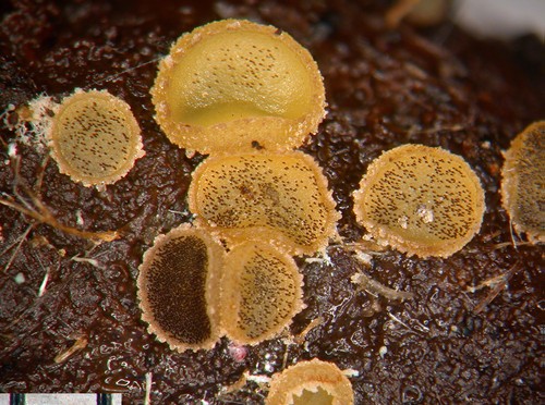 Ascobolus crenulatus (Ascobolus crenulatus) - Picture Mushroom