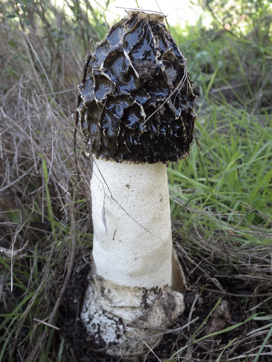 Stinkhorn (Phallus impudicus) - Picture Mushroom