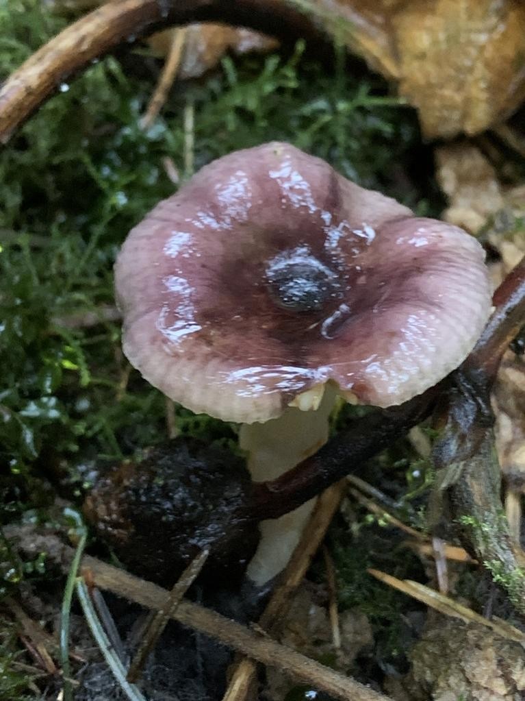 Russula murrillii (Russula murrillii) - Picture Mushroom