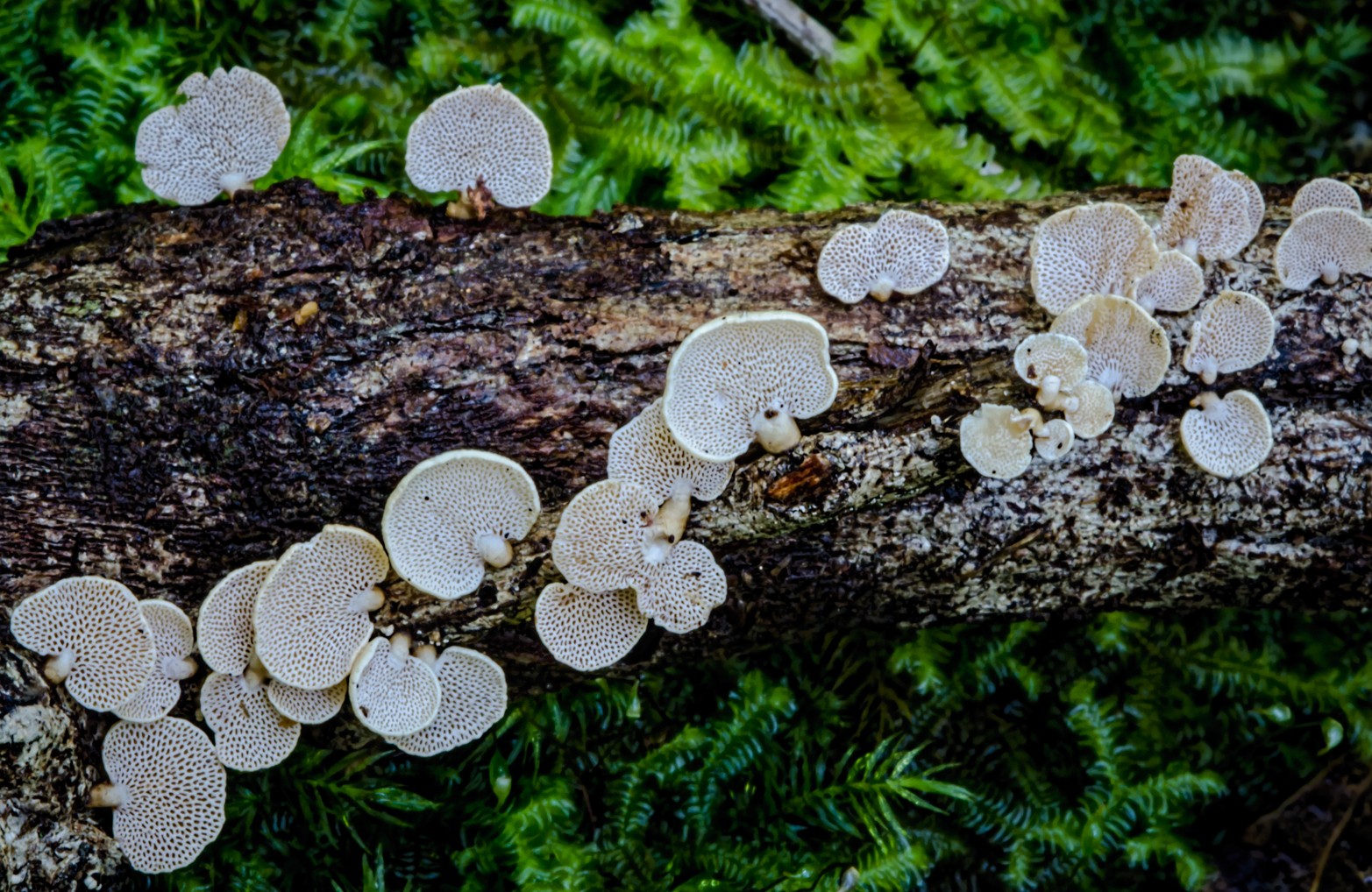 Panellus pusillus (Panellus pusillus) - Picture Mushroom