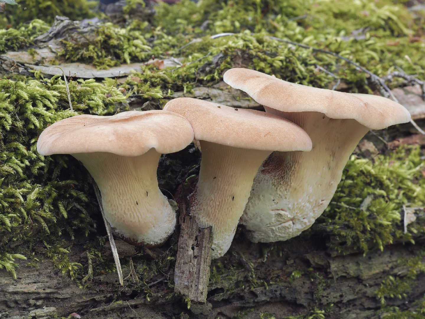 Neolentinus (Neolentinus) - Picture Mushroom