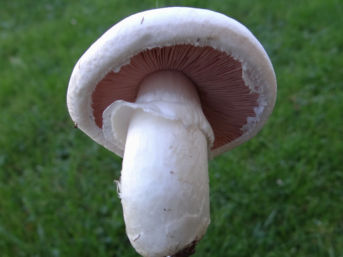 Champiñón común (Agaricus bisporus) - Picture Mushroom