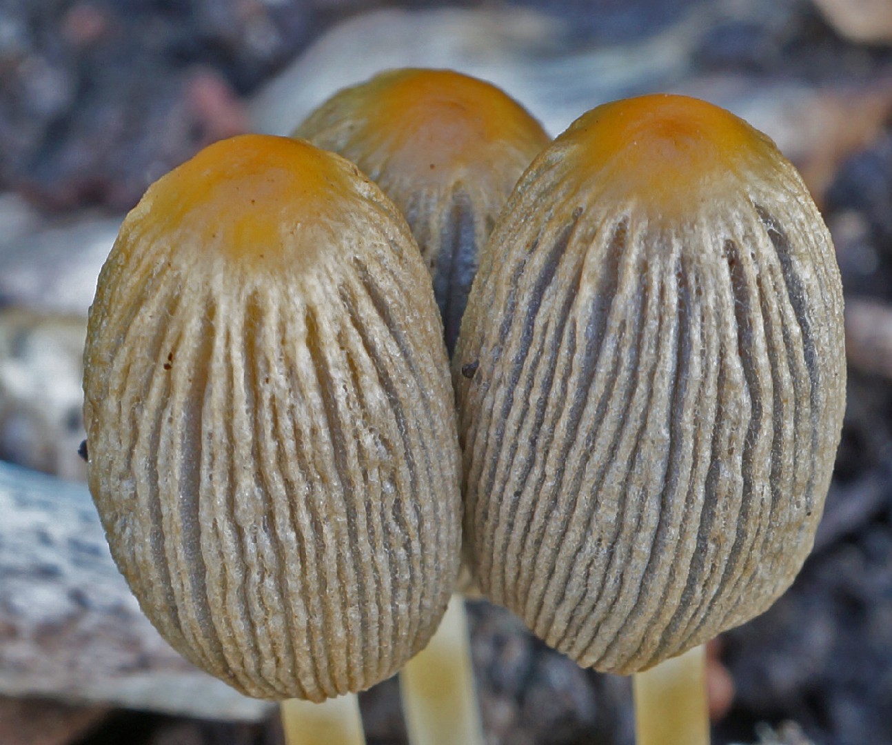 Parasola schroeteri (Parasola schroeteri) - Picture Mushroom