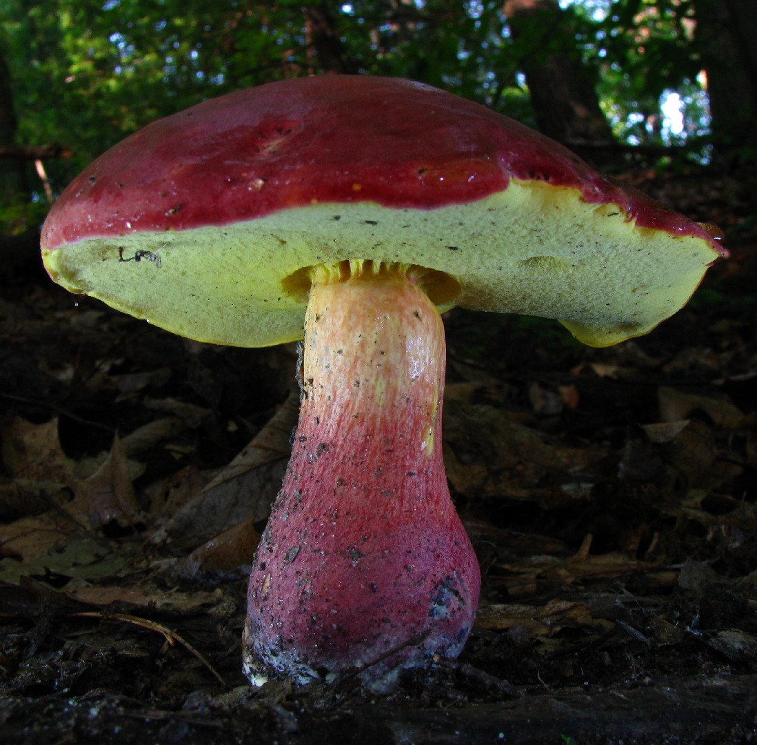 Bolet bicolore (Baorangia bicolor) - Picture Mushroom