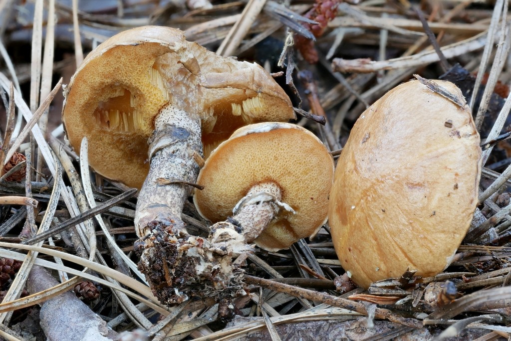 Picture Mushroom - (Suillus salmonicolor) Suillus salmonicolor