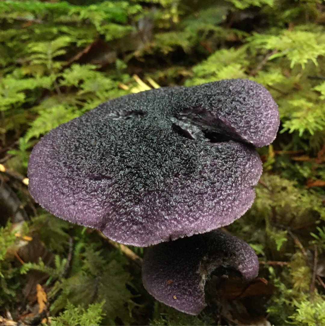 Violet webcap How to identify it? - Picture Mushroom