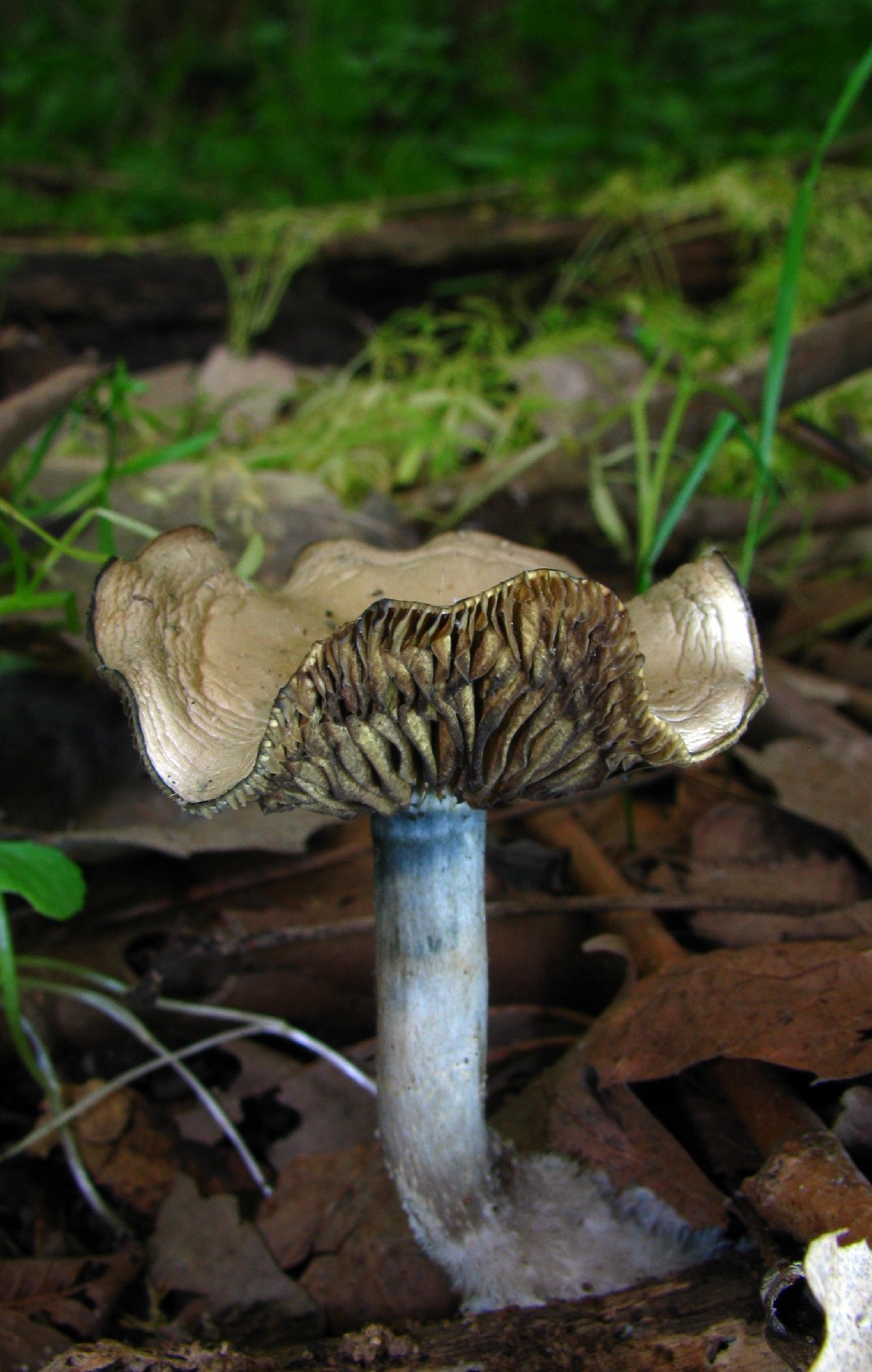 Psilocybe Ovoid How to identify it? - Picture Mushroom