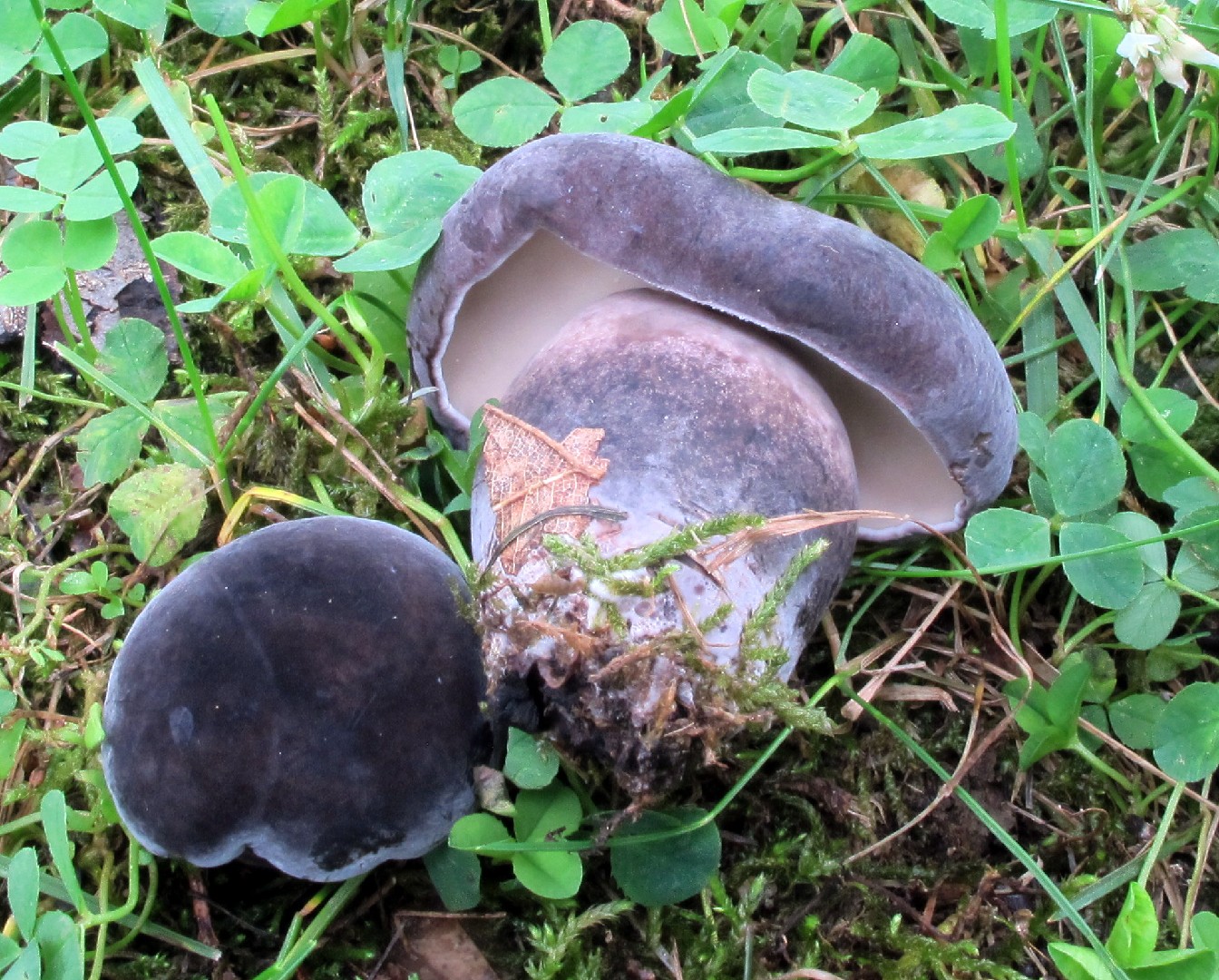 Tylopilus alboater (Tylopilus alboater) - Picture Mushroom