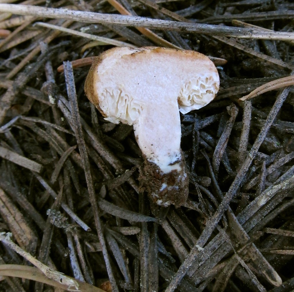 Lactarius crassus (Lactarius crassus) - Picture Mushroom