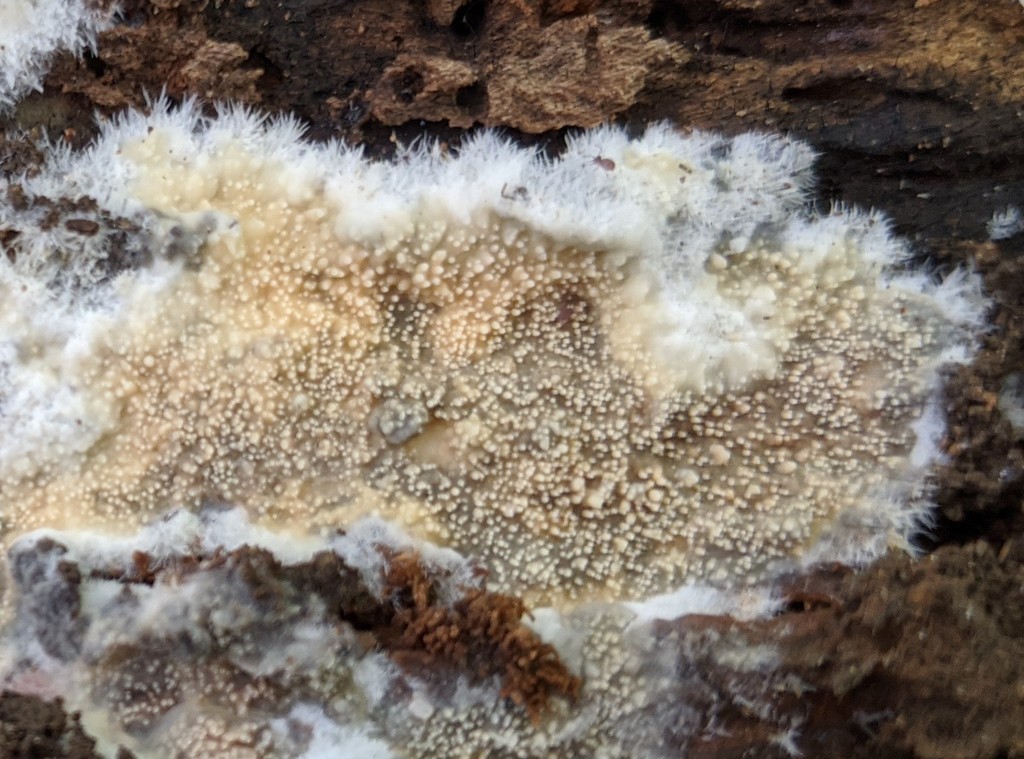 Mycoacia fuscoatra (Mycoacia fuscoatra) - Picture Mushroom