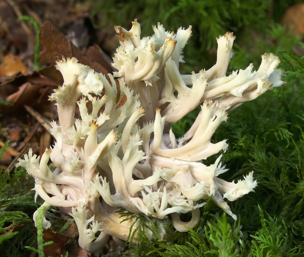 Clavaria crestada (Clavulina coralloides) - Picture Mushroom