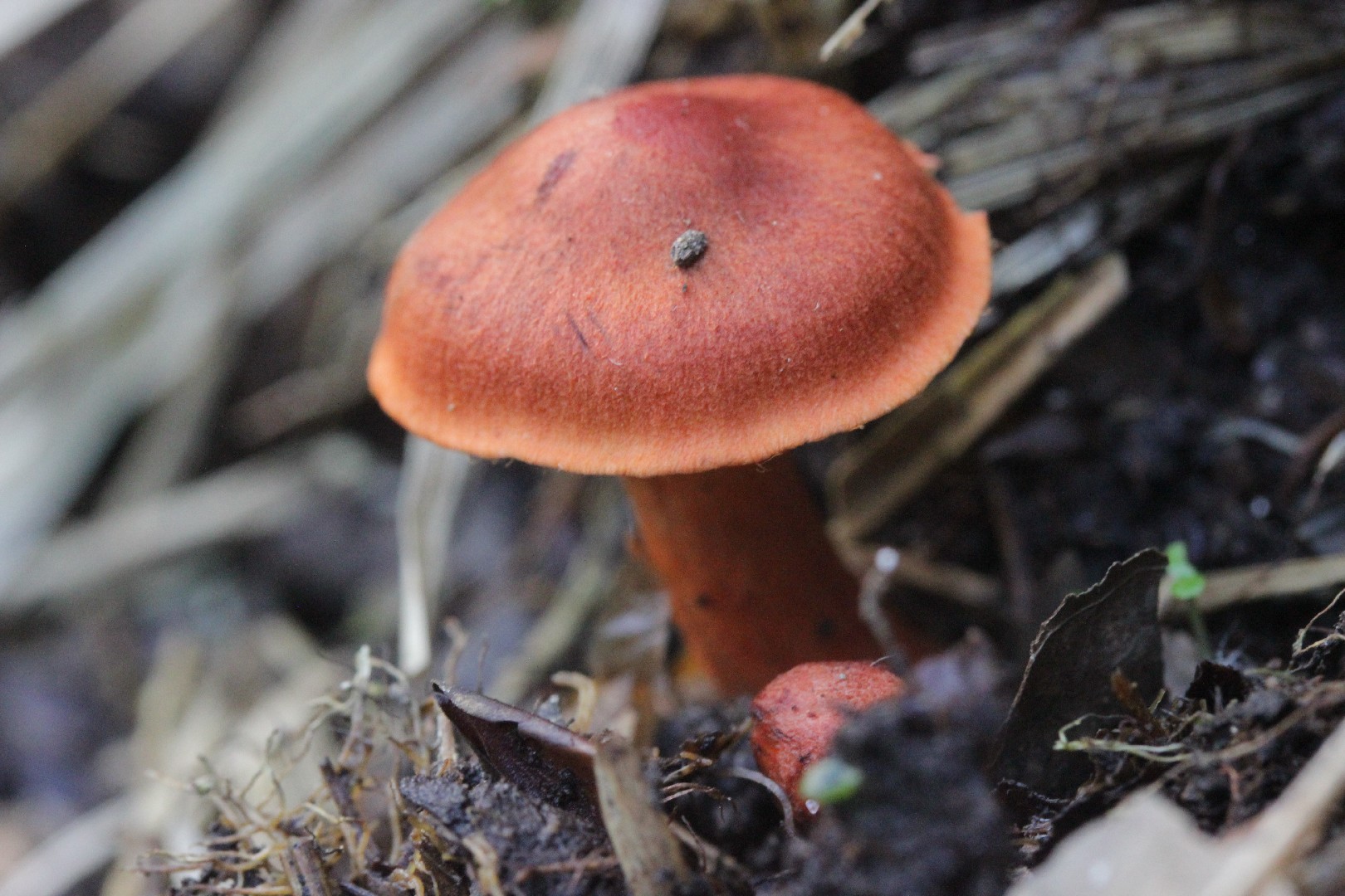 Cortinarius uliginosus (Cortinarius uliginosus) - Picture Mushroom