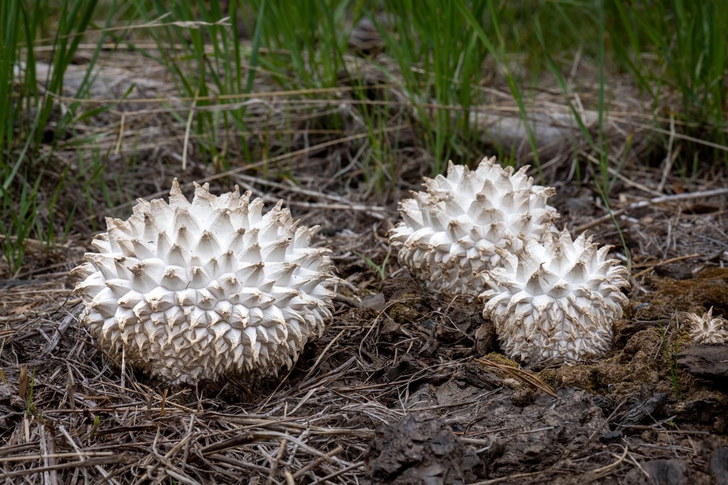 Calvatia sculpta (Calvatia sculpta) - Picture Mushroom