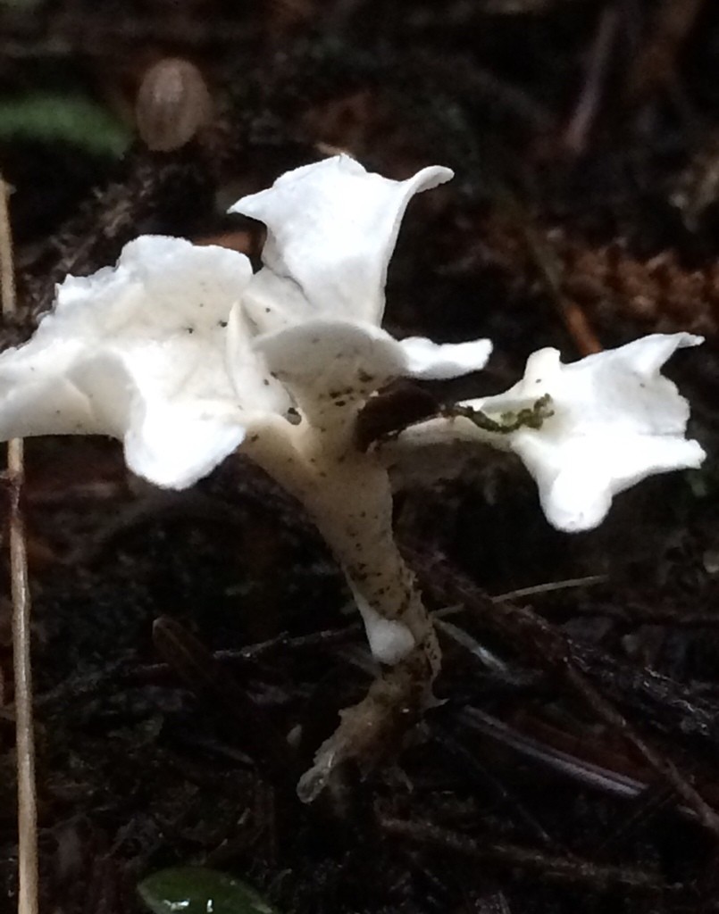Stereopsis (Stereopsis) - Picture Mushroom