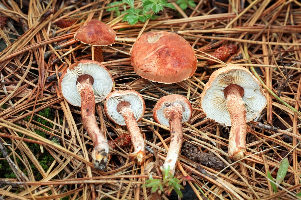 Cystodermella (Cystodermella) - Picture Mushroom