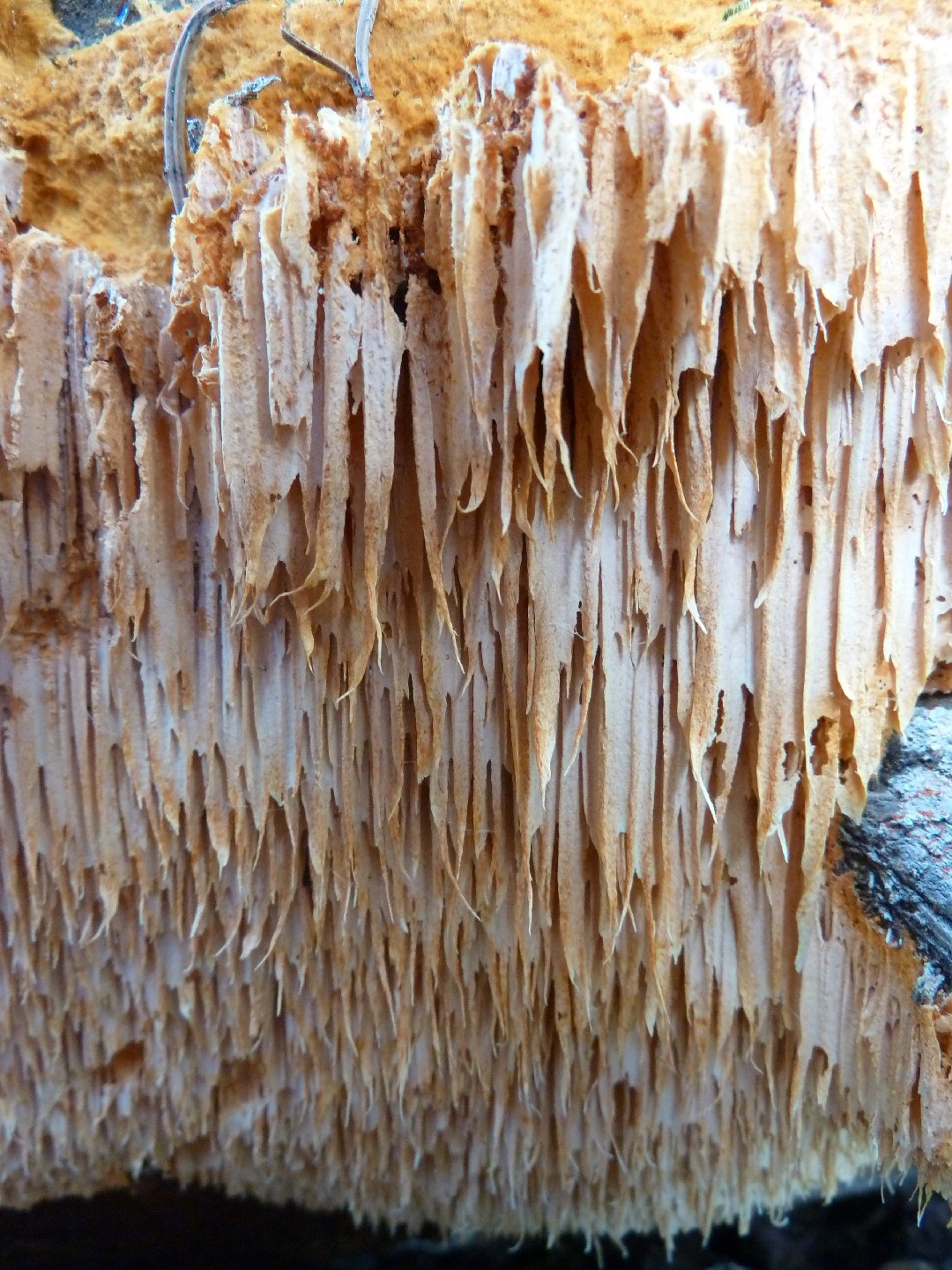 Pycnoporellus alboluteus (Pycnoporellus alboluteus) - Picture Mushroom