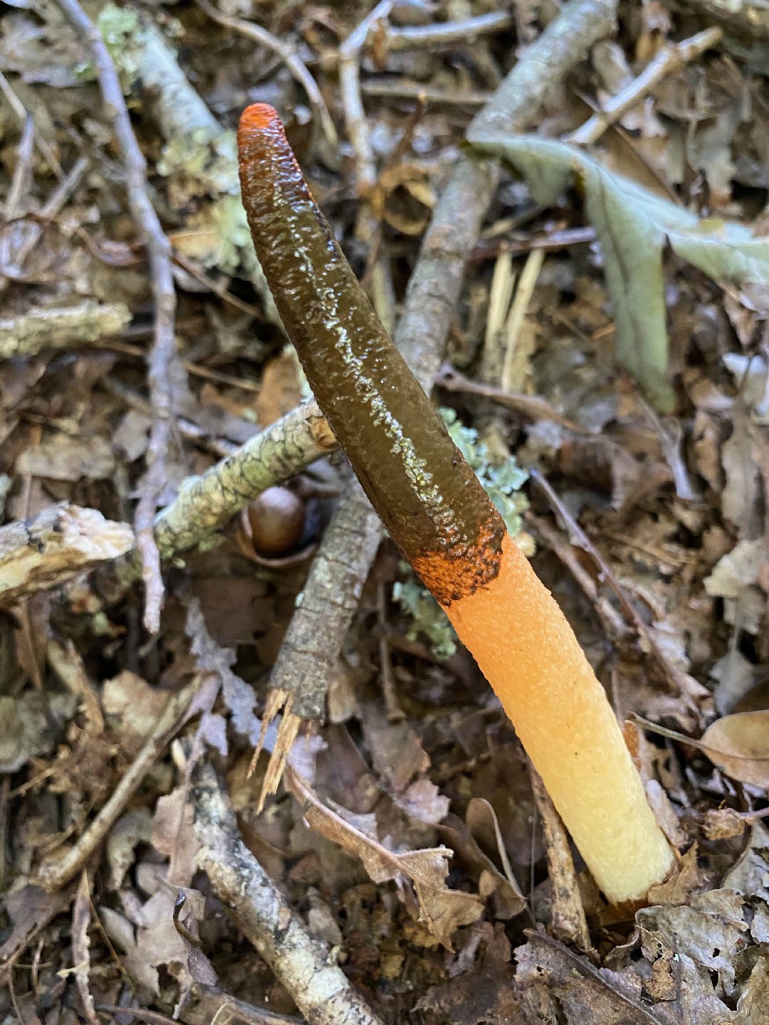 Mutinus (Mutinus) - Picture Mushroom