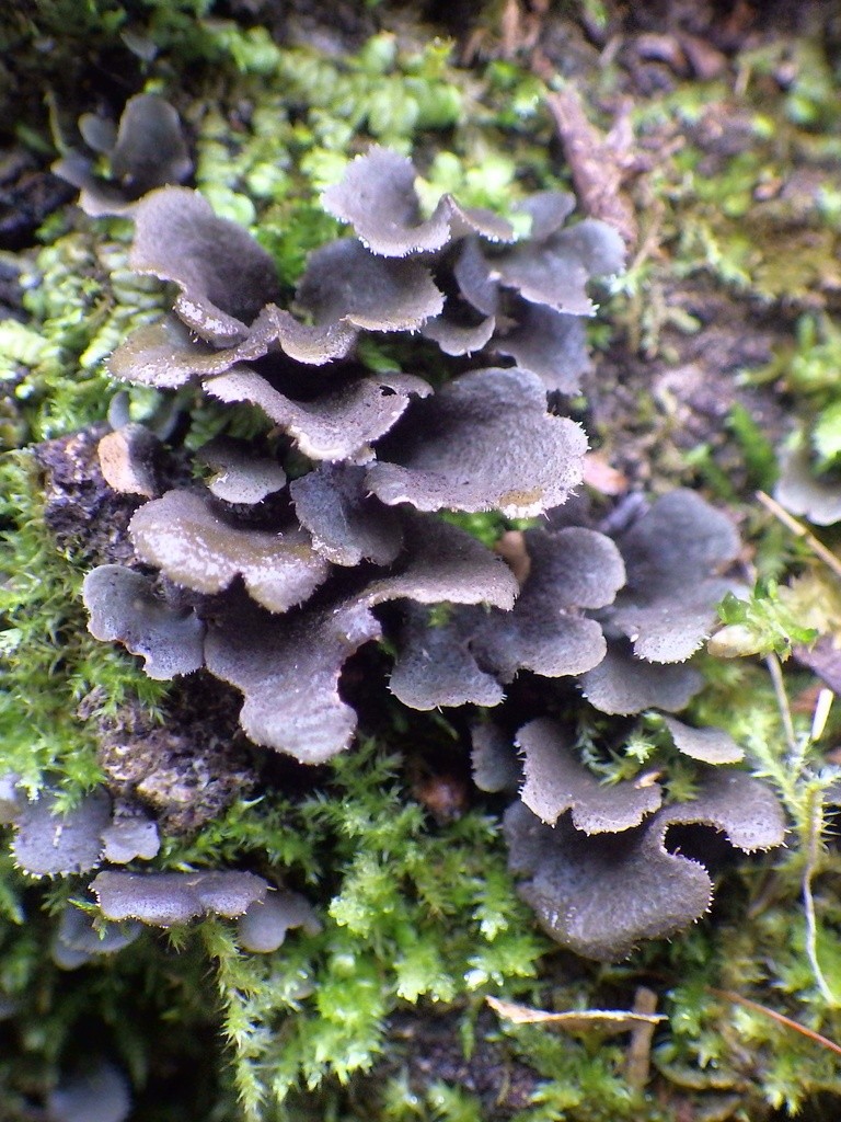 Sticta sylvatica (Sticta sylvatica) - Picture Mushroom